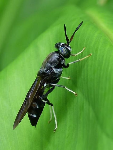 BioLoop - Black Soldier Fly | BioTech | Animal Feed | BioFertiliser